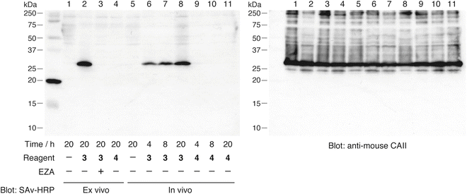 Ligand-Directed Tosyl Chemistry for Selective Native Protein Labeling ...