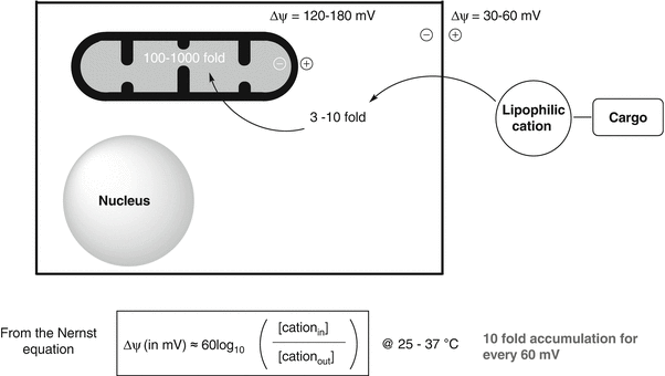 Targeting Mitochondria with Small Molecules: The Preparation of MitoB ...