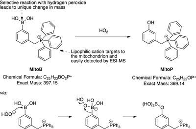 Targeting Mitochondria with Small Molecules: The Preparation of MitoB ...