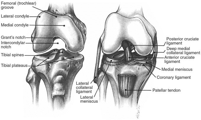 Physical Examination: Approach to the Pain Patient | SpringerLink