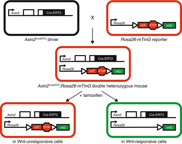 Lineage Tracing in the Mammary Gland Using Cre/lox Technology and ...