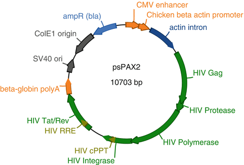 Lentiviral Transduction of Mammary Epithelial Cells | SpringerLink