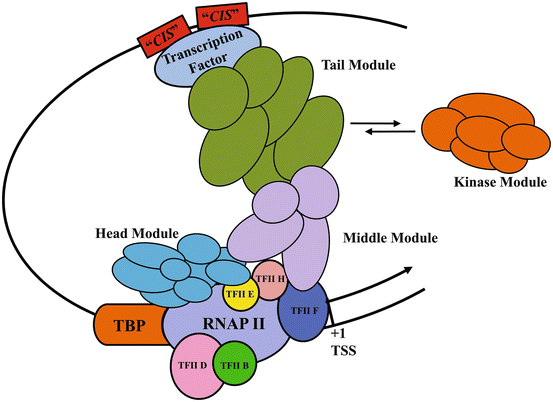 Role of Plant Mediator Complex in Stress Response | SpringerLink