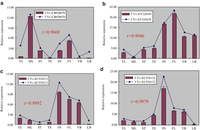 RLM-RACE, PPM-RACE, and qRT-PCR: An Integrated Strategy to Accurately ...