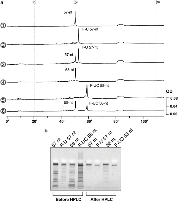 HPLC Purification of RNA Aptamers up to 59 Nucleotides with Single ...