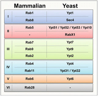 Rab Family of GTPases | SpringerLink