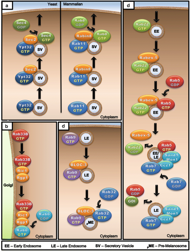 Rab Family of GTPases | SpringerLink