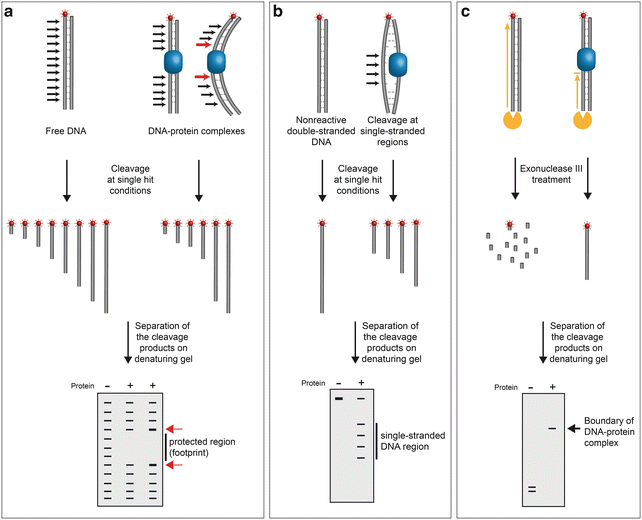 Chemical and Enzymatic Footprint Analyses of R-Loop Formation by ...