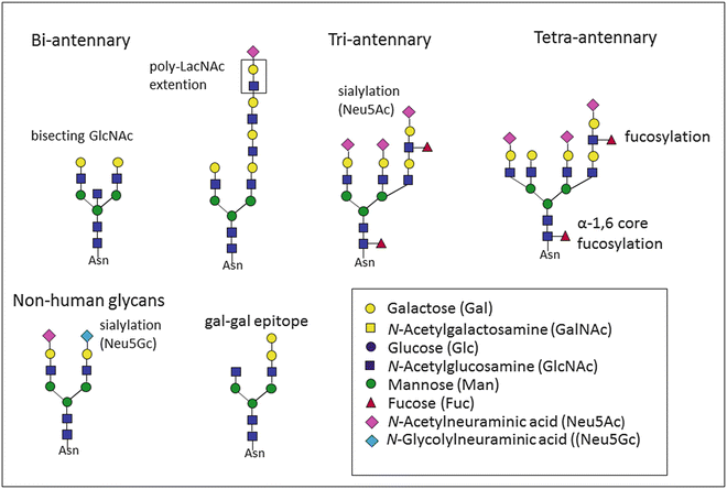 Strategies for Engineering Protein N-Glycosylation Pathways in ...