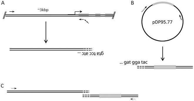 A Fusion PCR Method for Expressing Genetic Tools in C. elegans ...