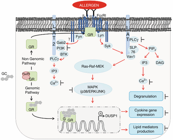 Effects of Glucocorticoids in the Immune System | SpringerLink