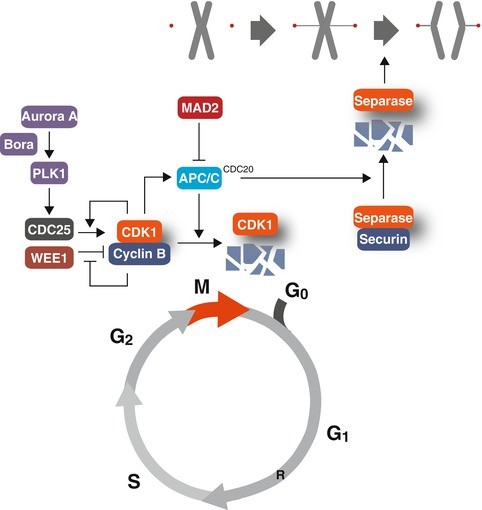 Cell Cycle Control: A System of Interlinking Oscillators | SpringerLink