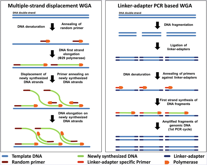 Whole Genome Amplification in Genomic Analysis of Single Circulating ...