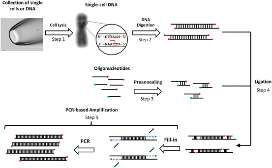 Deterministic Whole-Genome Amplification of Single Cells | SpringerLink