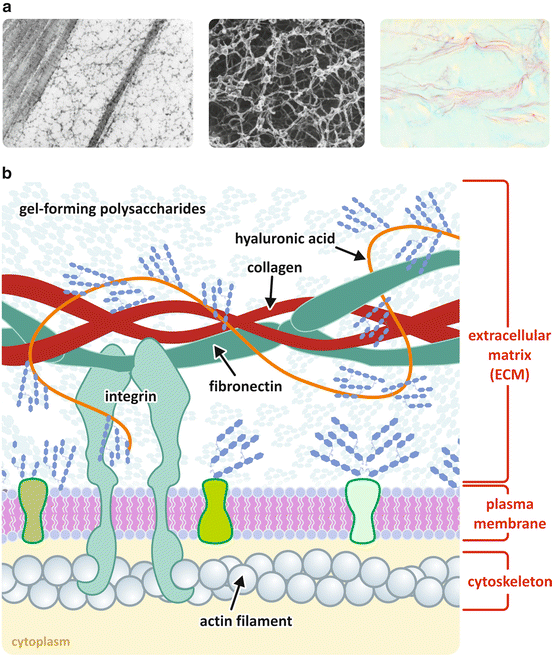 The Families of Biological Molecules | SpringerLink
