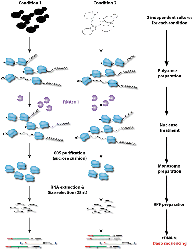 Translation Analysis at the Genome Scale by Ribosome Profiling ...