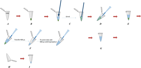Extraction of DNA from Plant Tissue: Review and Protocols | SpringerLink