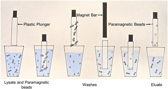 Magnetic Beads Based Nucleic Acid Purification for Molecular Biology ...