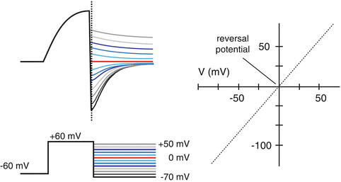 Measuring Reversal Potentials | SpringerLink