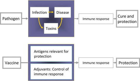 Principles of Vaccination | SpringerLink