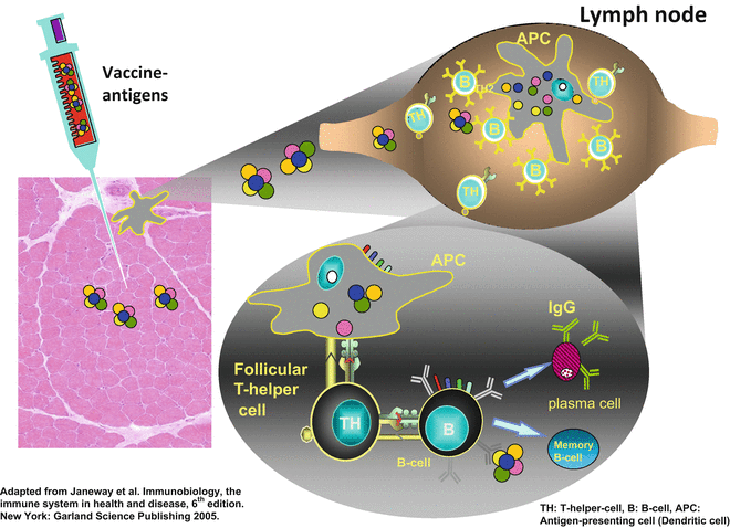 Principles of Vaccination | SpringerLink