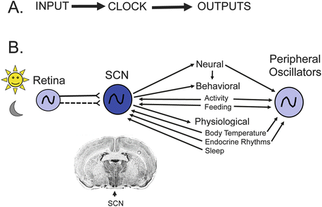 Introduction to Circadian Rhythms and Mechanisms of Circadian ...