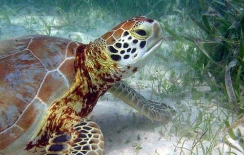 Sea Turtles of the Gulf of Mexico | SpringerLink