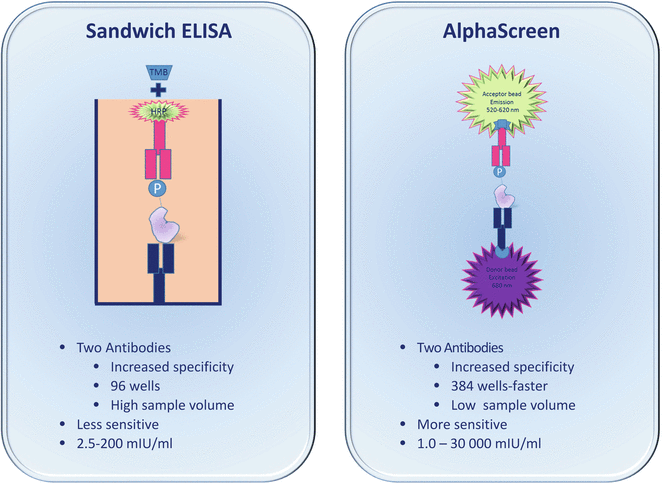 A Functional Assay for GPR55: Envision Protocol | SpringerLink