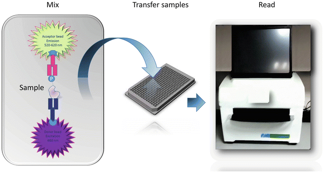 A Functional Assay for GPR55: Envision Protocol | SpringerLink