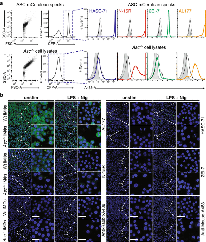 Measuring NLR Oligomerization II: Detection of ASC Speck Formation by ...