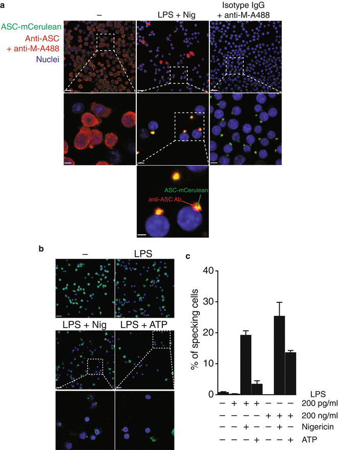 Measuring NLR Oligomerization II: Detection of ASC Speck Formation by ...