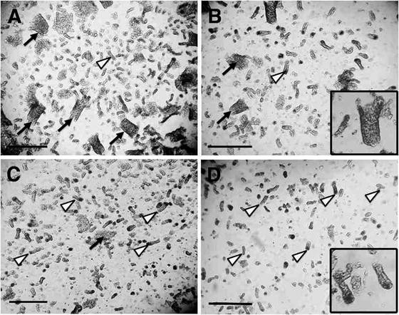 Analysis of Cell Death Induction in Intestinal Organoids In Vitro ...