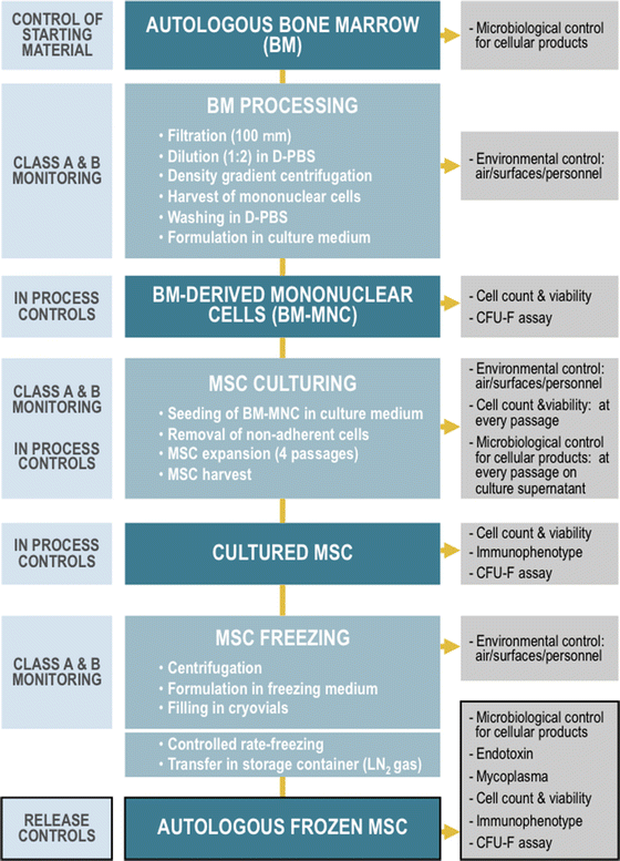 Quality Control Assays for Clinical-Grade Human Mesenchymal Stromal ...