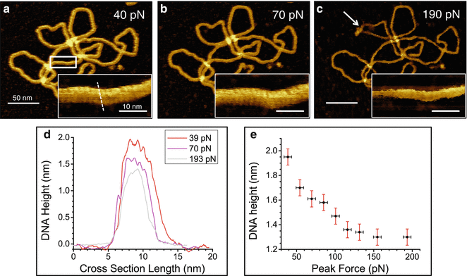 Imaging DNA Structure by Atomic Force Microscopy | SpringerLink