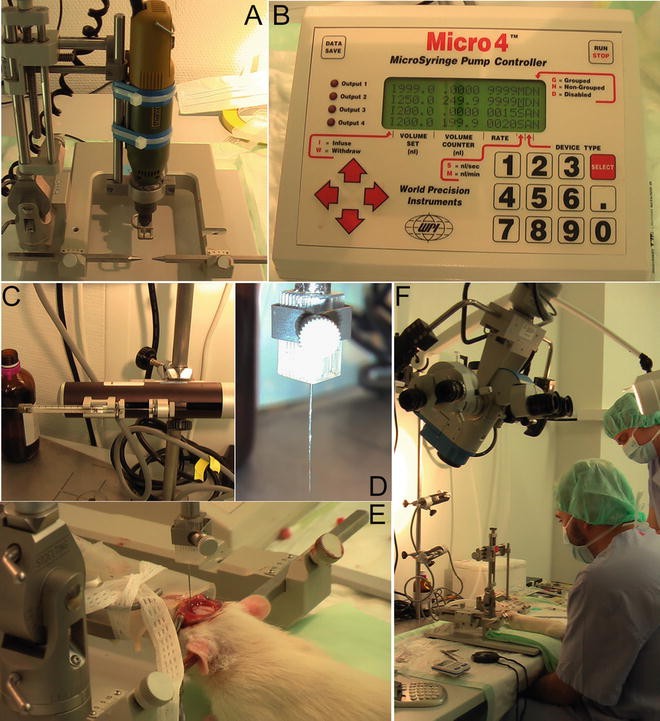 Stereotactic Surgery in Rats | SpringerLink