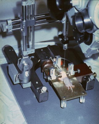 Stereotactic Surgery in Rats | SpringerLink