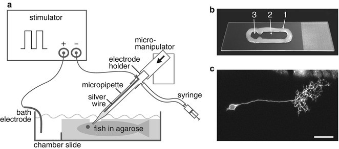 Targeted Electroporation in Embryonic, Larval, and Adult Zebrafish ...