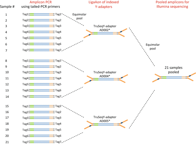 Preparation of Amplicon Libraries for Metabarcoding of Marine ...