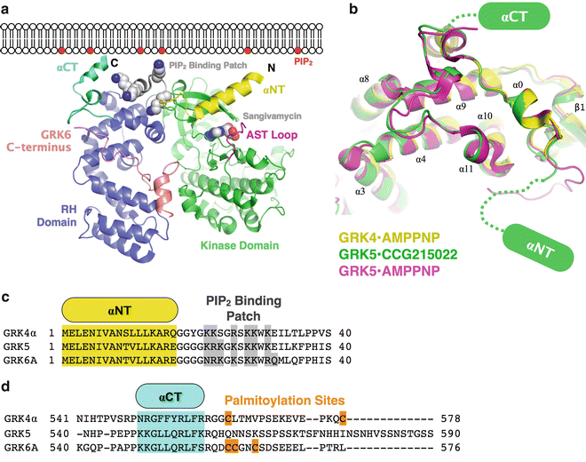 Molecular Basis for Targeting, Inhibition, and Receptor Phosphorylation ...