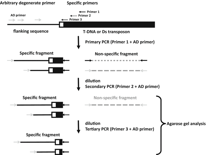 Mapping of T-DNA and Ac/ Ds by TAIL-PCR to Analyze Chromosomal ...