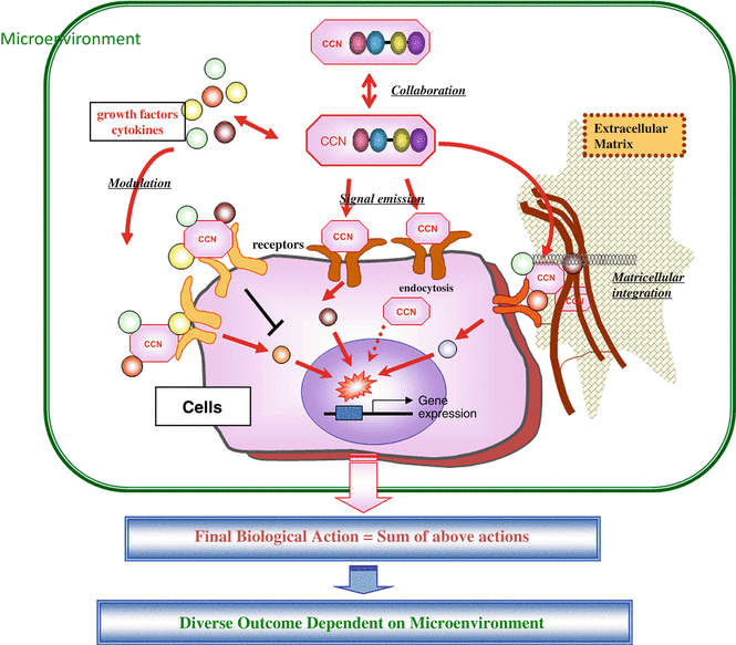 The CCN Proteins: An Overview | SpringerLink