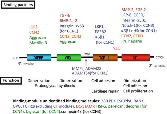 The CCN Proteins: An Overview | SpringerLink