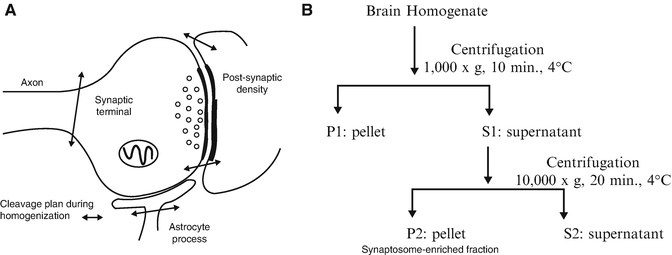 Flow Cytometry Analysis and Quantitative Characterization of Tau in ...