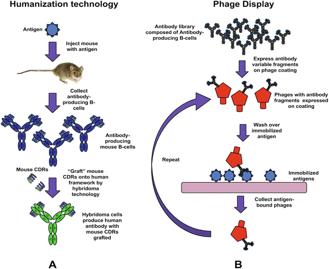 Computational Tools for Aiding Rational Antibody Design | SpringerLink