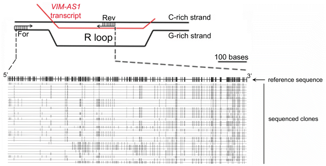 Detection and Characterization of R Loop Structures | SpringerLink