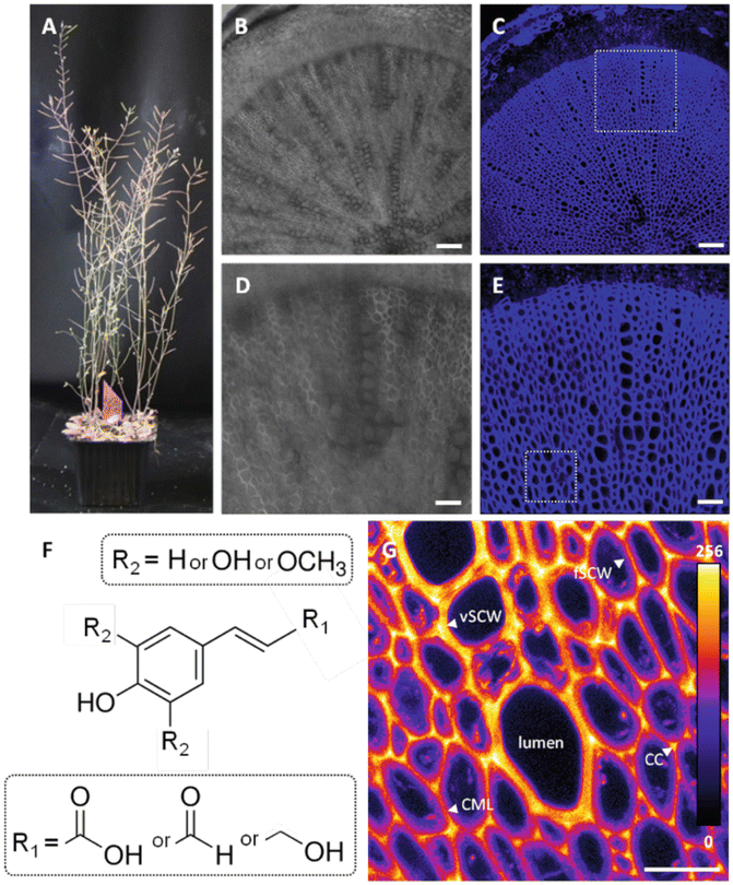Analysis of Lignin Composition and Distribution Using Fluorescence ...