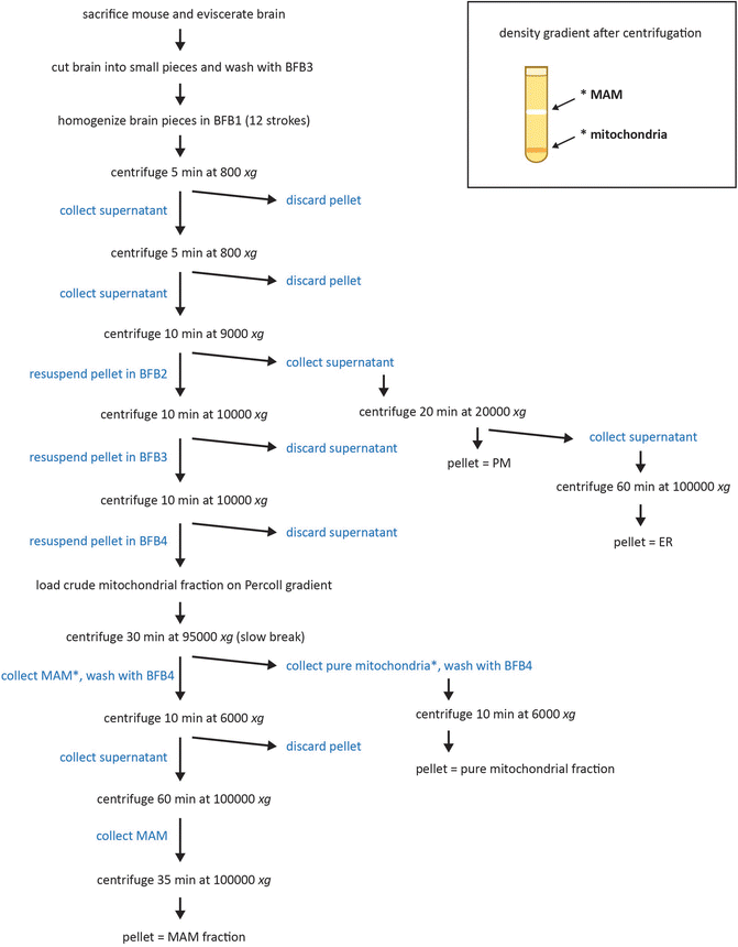 Isolation of Mitochondria-Associated Membranes (MAM) from Mouse Brain ...