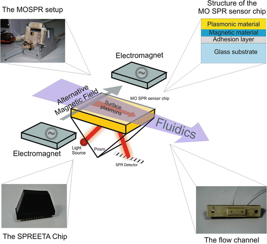 Biosensing Based on Magneto-Optical Surface Plasmon Resonance ...