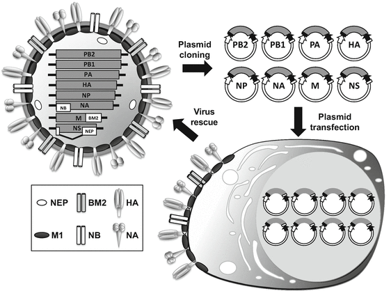 Reverse Genetics of Influenza B Viruses | SpringerLink