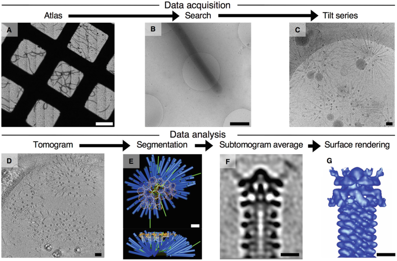 In Situ Imaging of Bacterial Secretion Systems by Electron Cryotomography | SpringerLink
